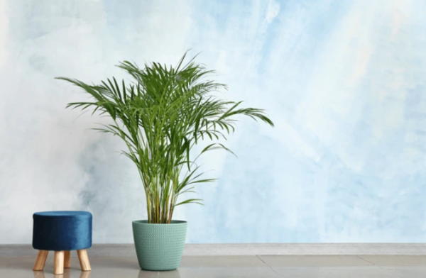 Mengenal Palem Kuning: Manfaat, Ciri-Ciri, dan Cara Menanam serta ...