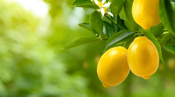 Budidaya Tanaman Lemon: Cara Lengkap dari Persiapan hingga Panen